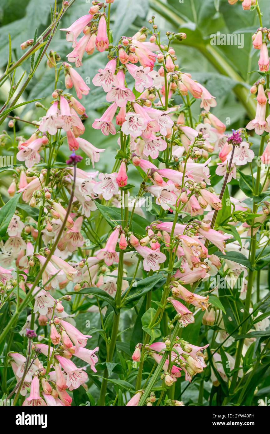 Penstemon hybrid (Penstemon sp) 'Rosee d'Anjou', flowers Stock Photo ...