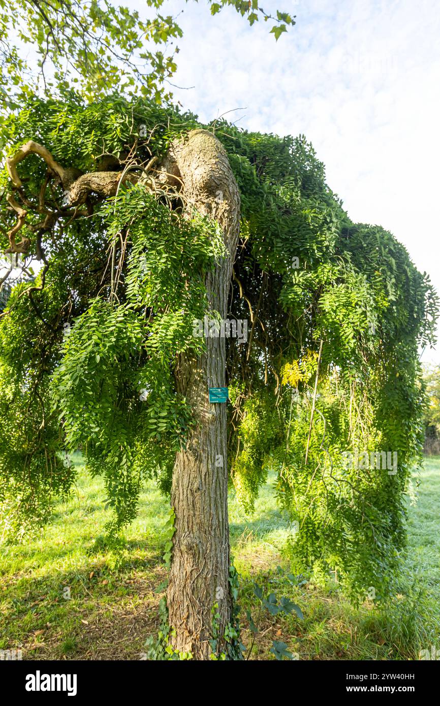 Japanese pagoda tree (Sophora japonica) 'Pendula', Arboretum of the ...