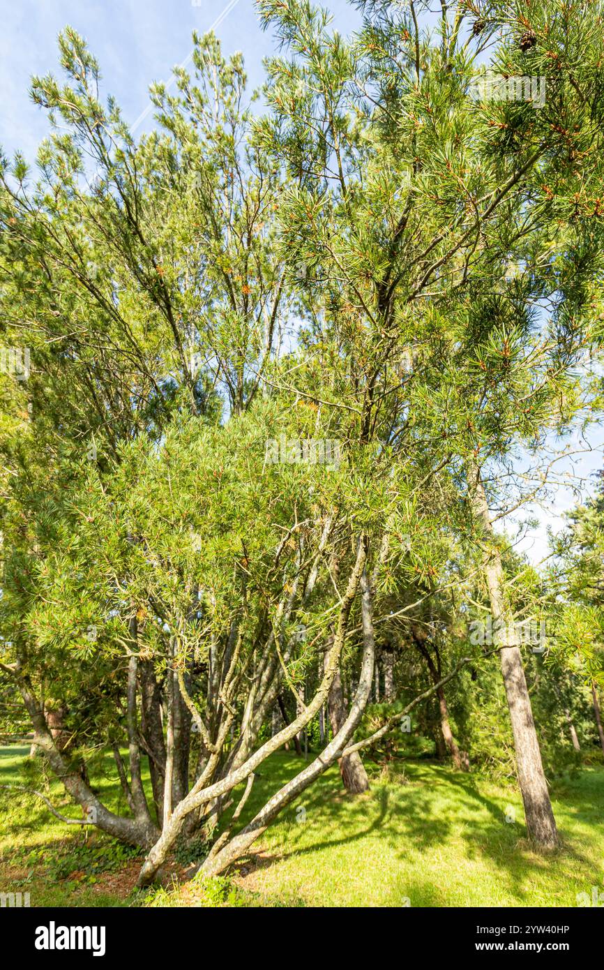 Japanese Red Pine (Pinus densiflora) 'Umbraculifera', Arboretum of the ...