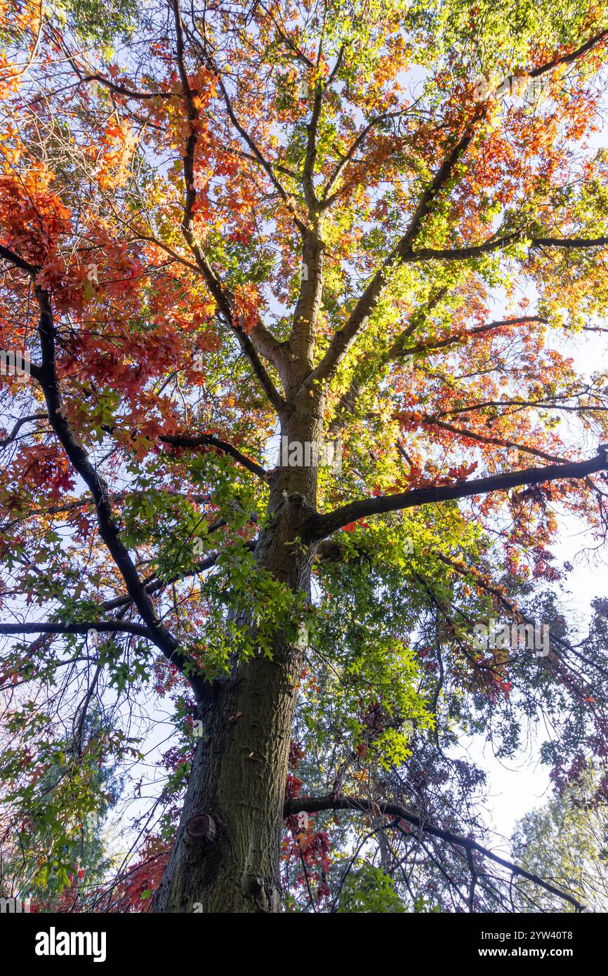 Scarlet oak (Quercus coccinea) in autumn Stock Photo - Alamy