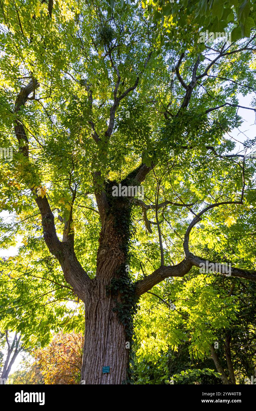 White Ash (Fraxinus americana) 'Autumn Purple' in autumn Stock Photo ...