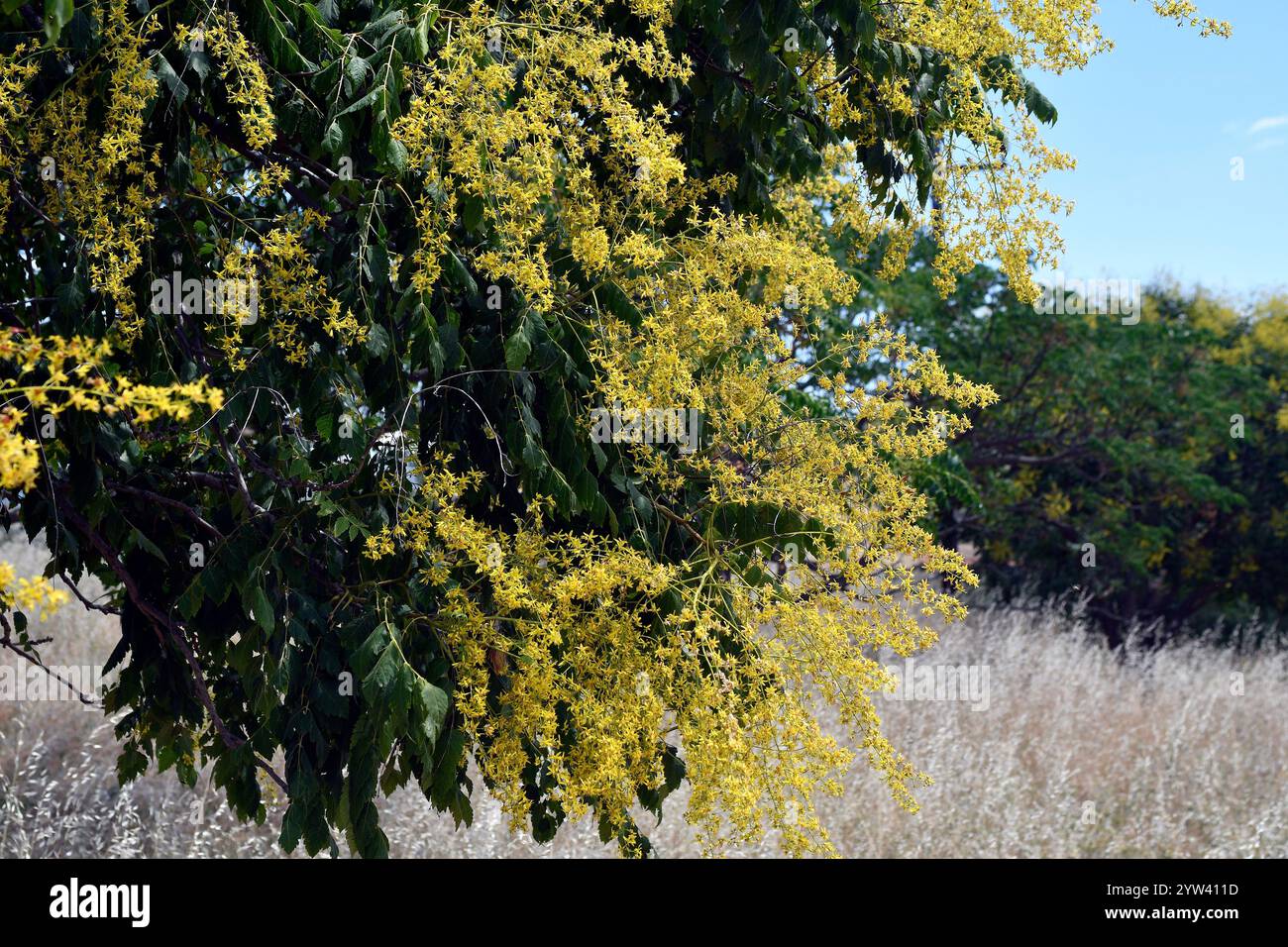 Greece, beautiful yellow flowering Chines Lantern Tree Stock Photo - Alamy