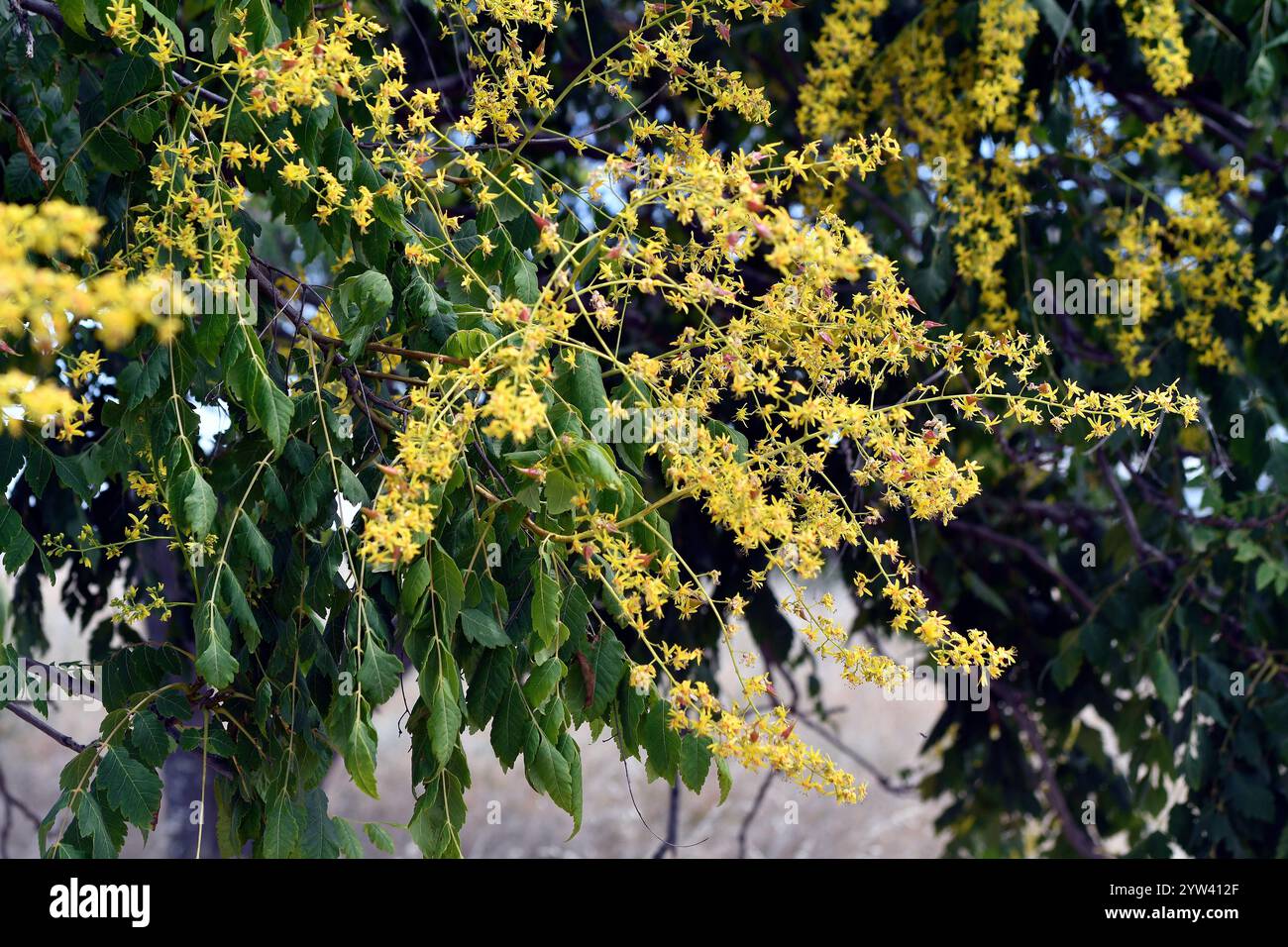 Chinese lantern tree hi-res stock photography and images - Alamy