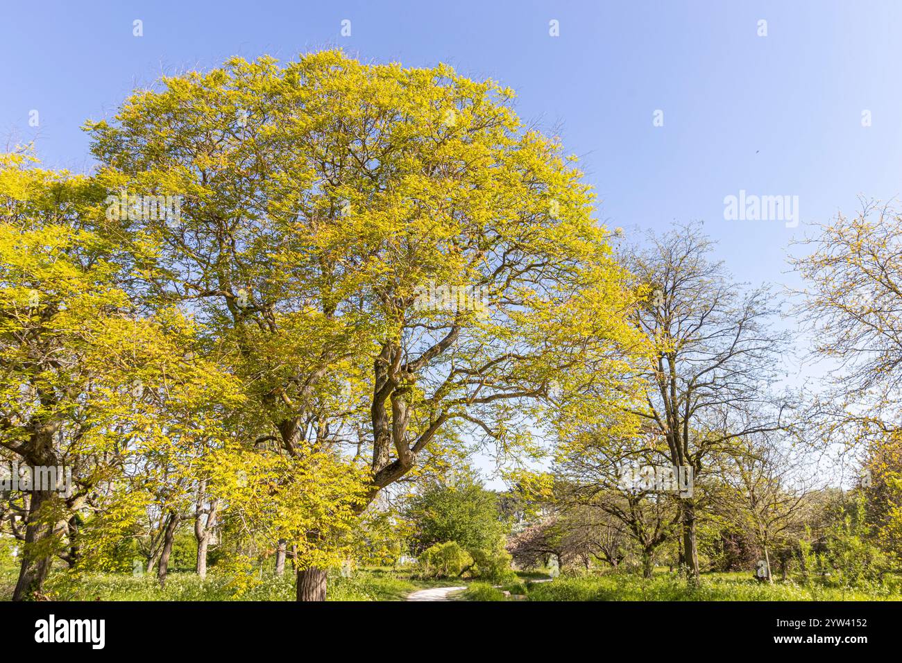 Golden rain tree (Koelreuteria paniculata Stock Photo - Alamy