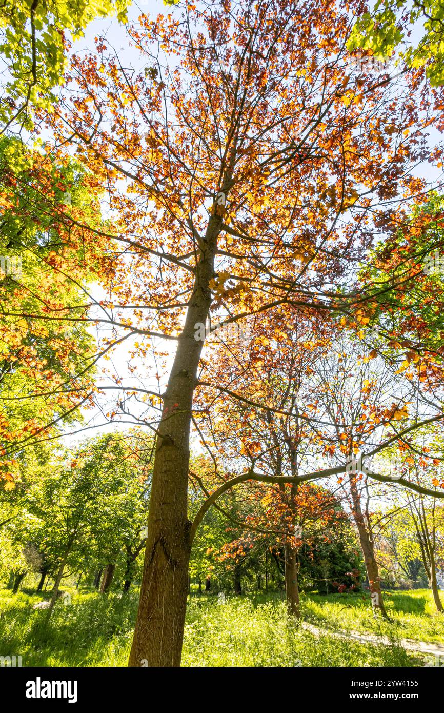 Norway maple (Acer platanoides) 'Schwedleri Nigra' Stock Photo - Alamy