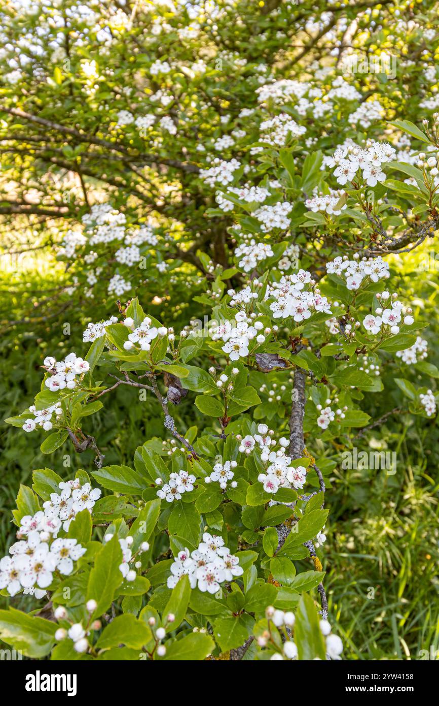English Hawthorn (Crataegus laevigata) 'Aurea' in bloom Stock Photo - Alamy