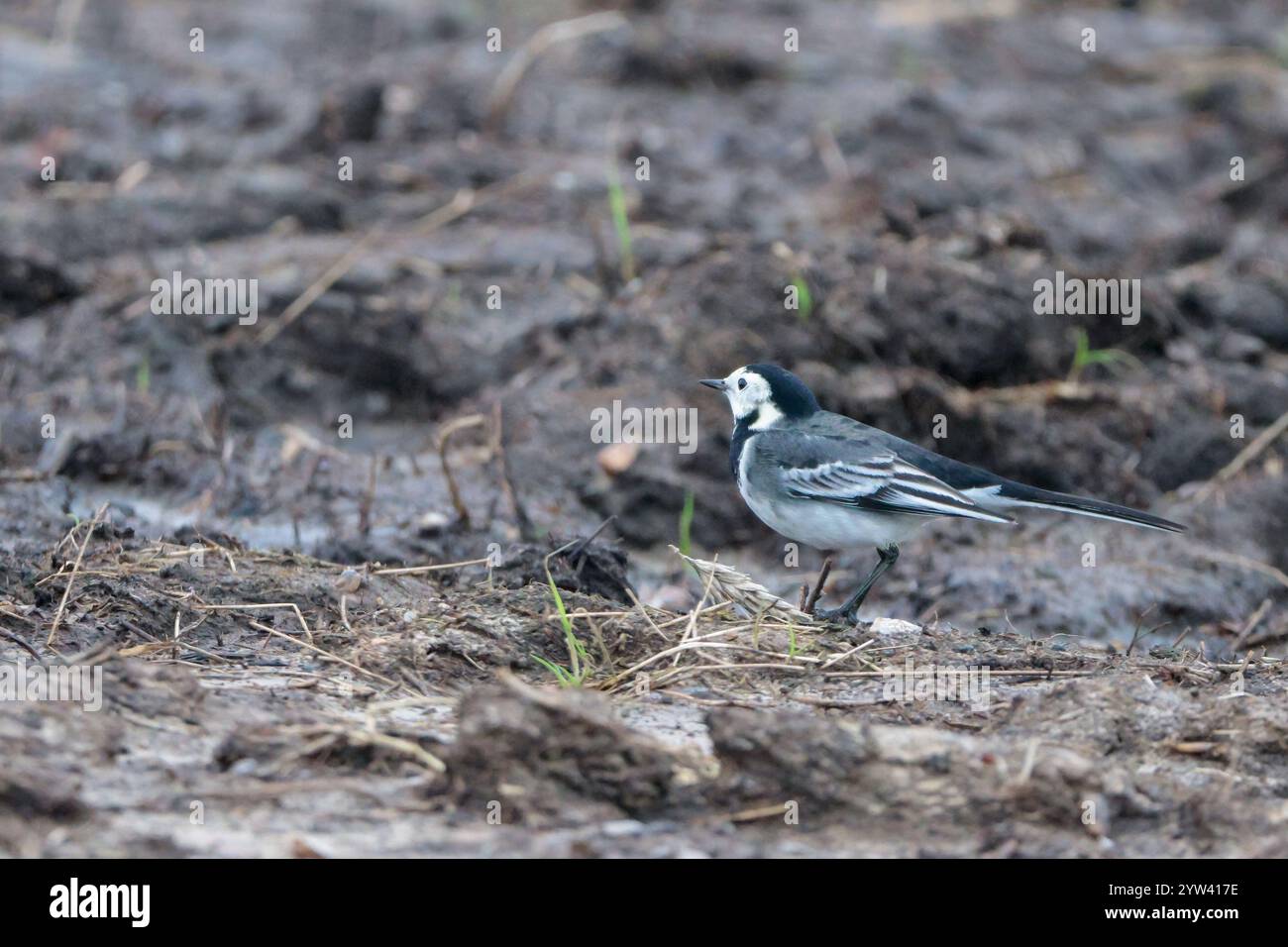 Pied wagtail Motacilla alba ssp yarellii female bird winter plumage UK ...