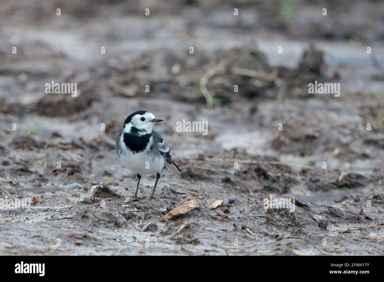 Pied wagtail Motacilla alba ssp yarellii female bird winter plumage UK ...