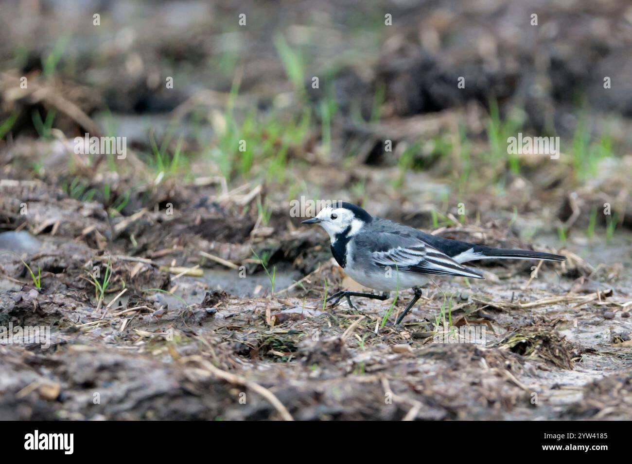 Pied wagtail Motacilla alba ssp yarellii female bird winter plumage UK ...
