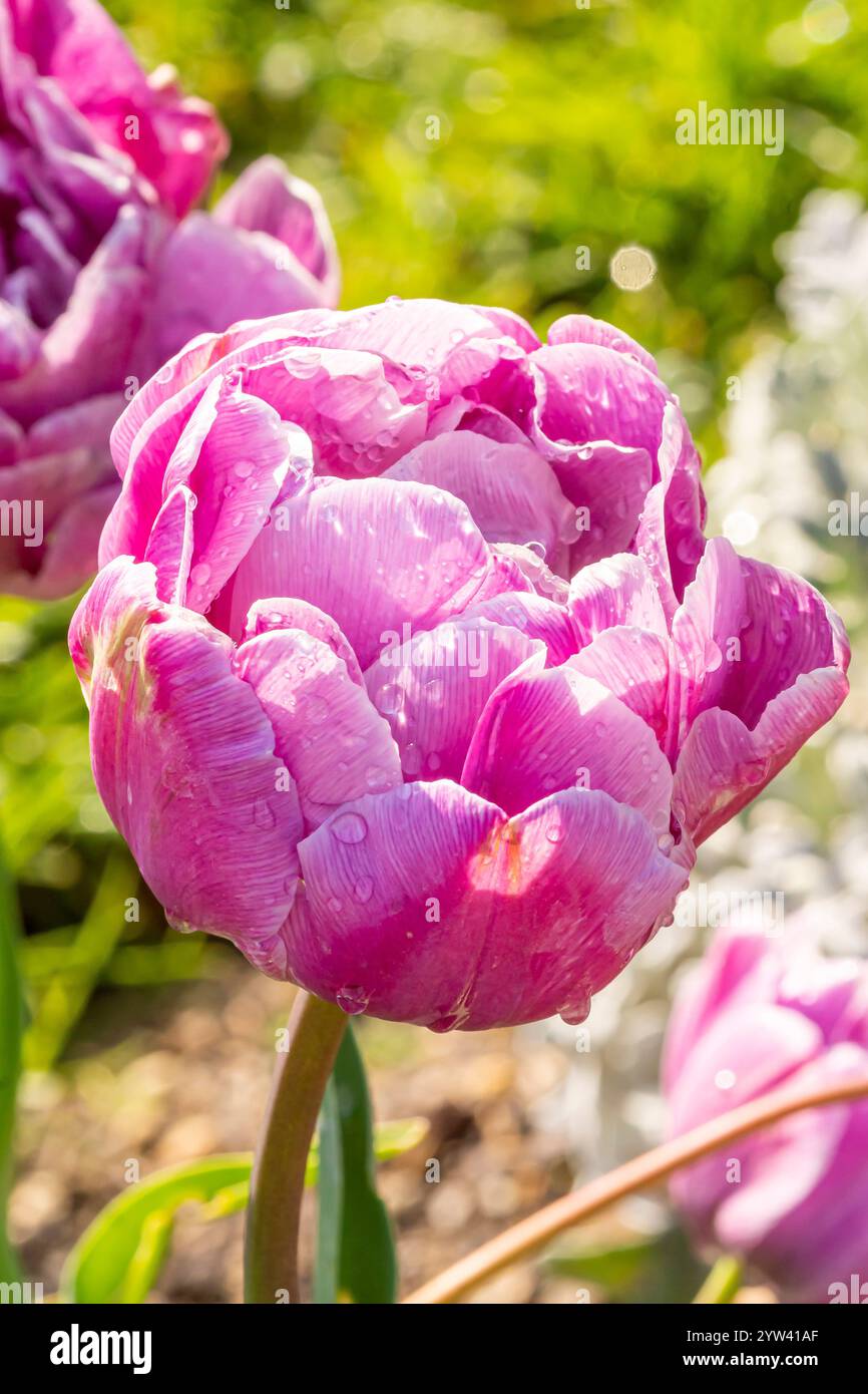 Double late tulip 'Angelique', flower Stock Photo - Alamy