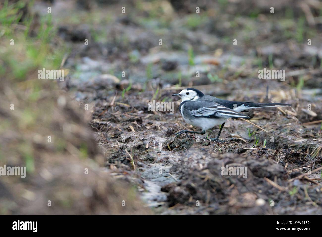 Pied wagtail Motacilla alba ssp yarellii female bird winter plumage UK ...