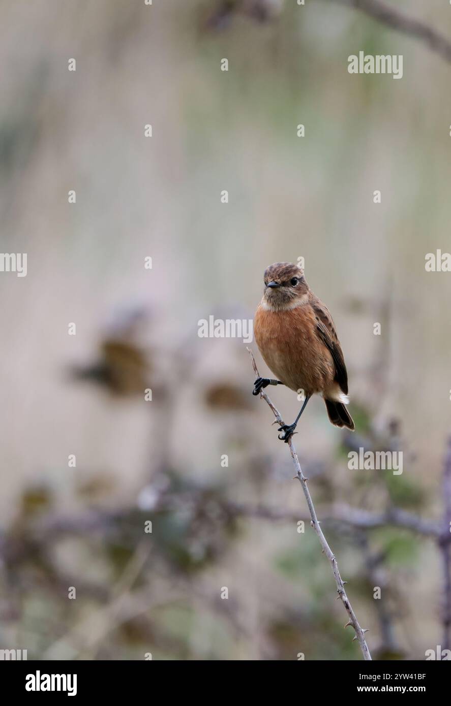 Buff collar hi-res stock photography and images - Alamy