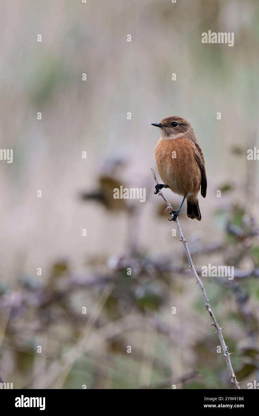 Buff collar hi-res stock photography and images - Alamy