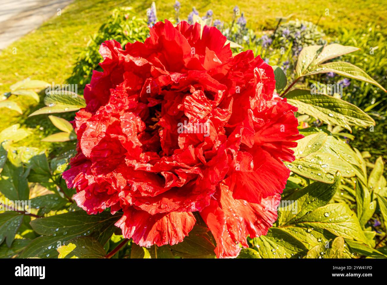 Japanese tree peony (Paeonia suffruticosa) 'Shugyo-kuden', flower Stock ...