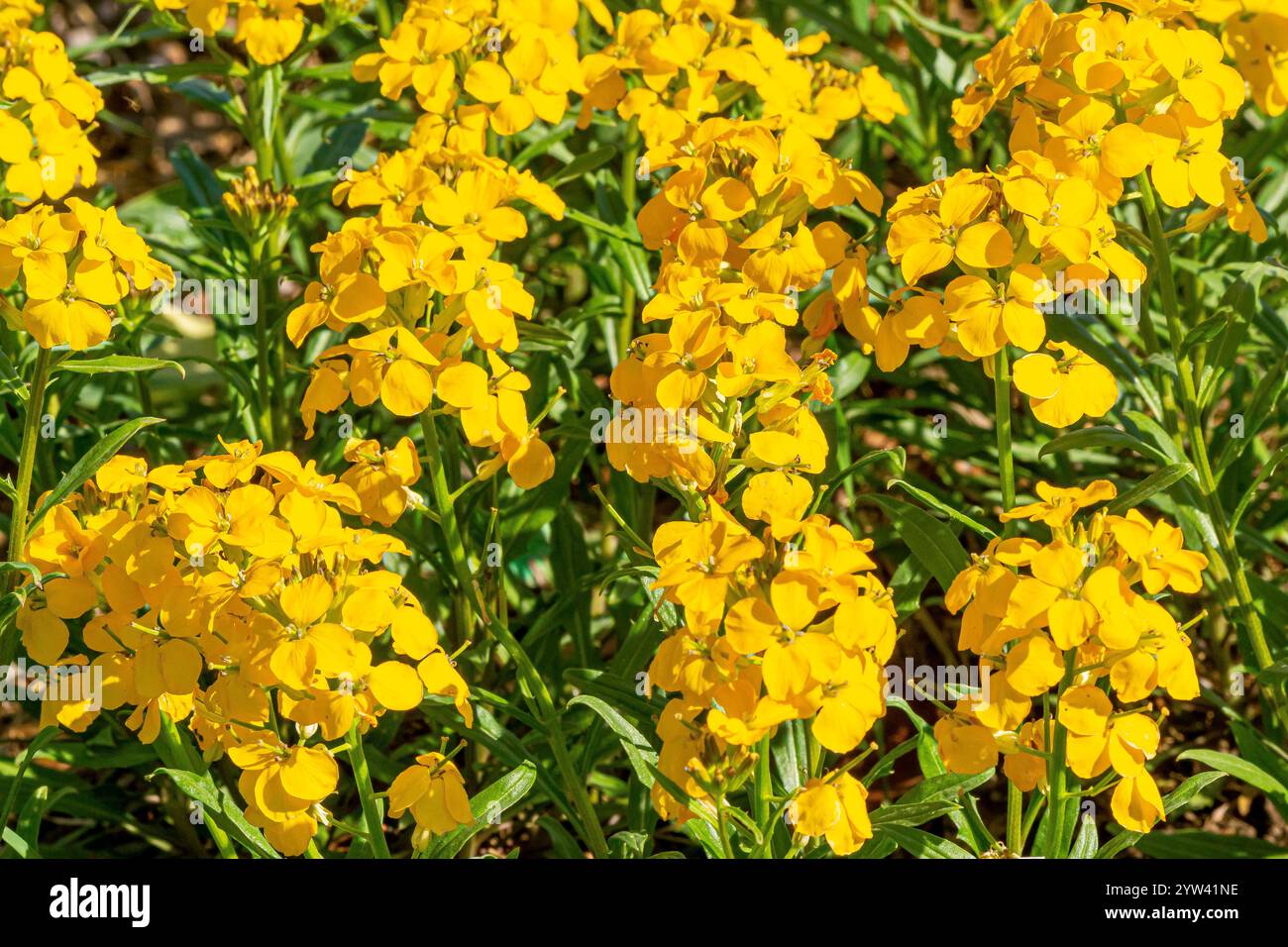 Siberian Wallflower (Erysimum x allionii) 'Golden Bedder Yellow' Stock ...
