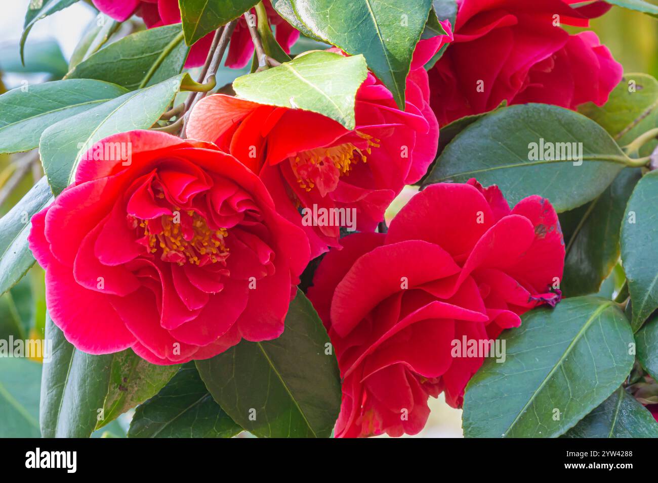 Japanese Camellia (Camellia japonica) 'Aaron's Ruby' USA 1956 Stock ...