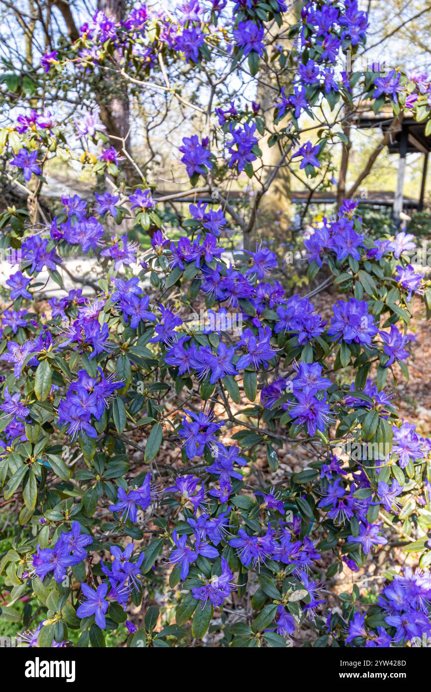 Blue rhododendron (Rhododendron augustinii) in bloom Stock Photo - Alamy