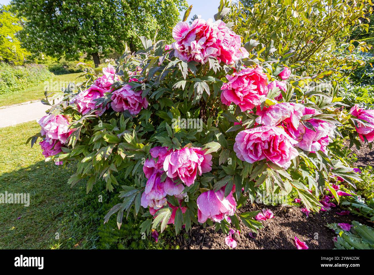 Japanese tree peony (Paeonia suffruticosa) 'Shikowden' Stock Photo - Alamy