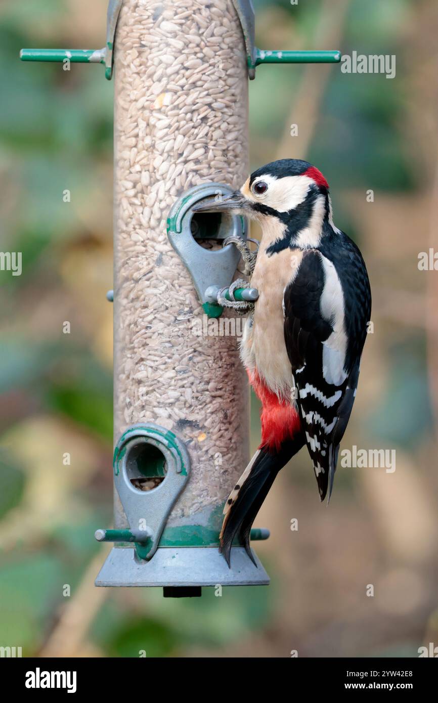 Great spotted woodpecker Dendrocopus major male bird on feeder red ...