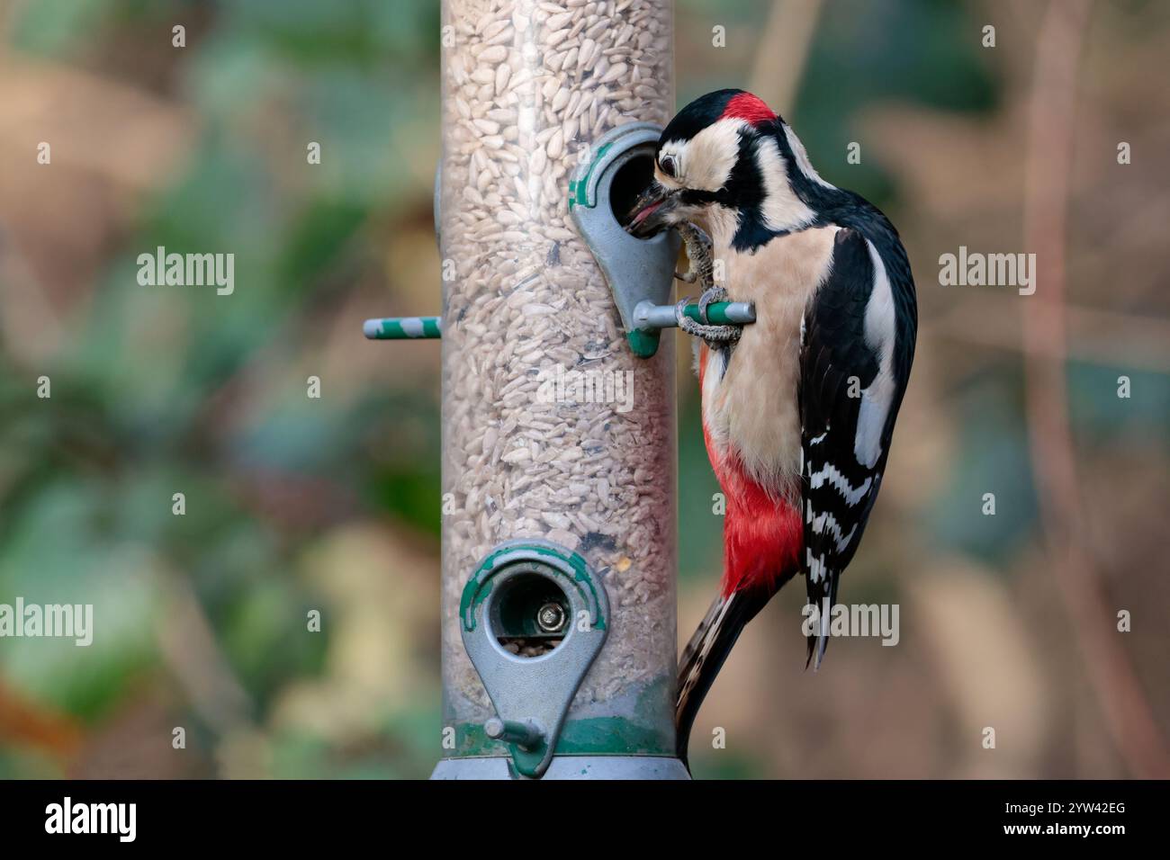Great spotted woodpecker Dendrocopus major male bird on feeder red ...