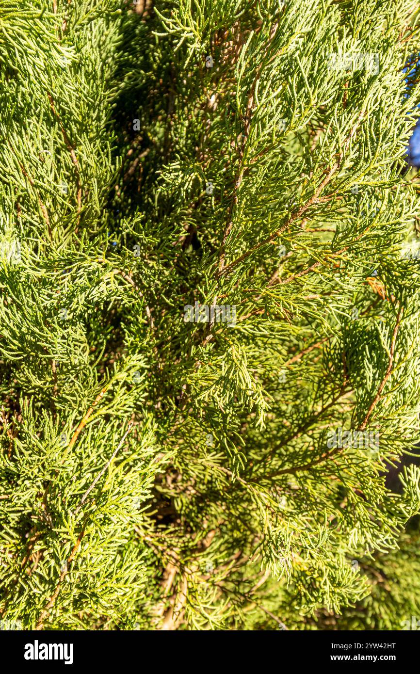 Italian cypress (Cupressus sempervirens Stock Photo - Alamy