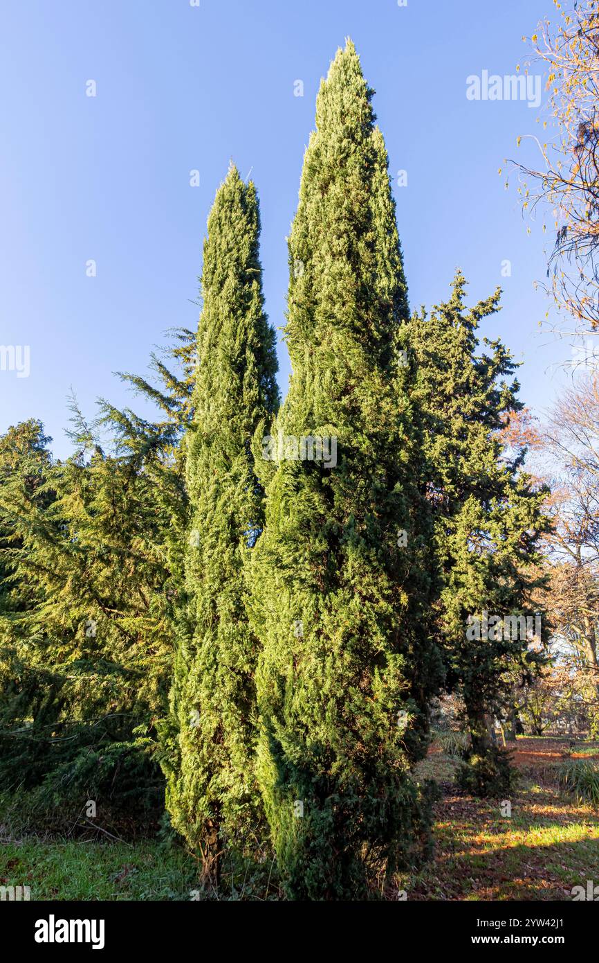 Italian cypress (Cupressus sempervirens Stock Photo - Alamy