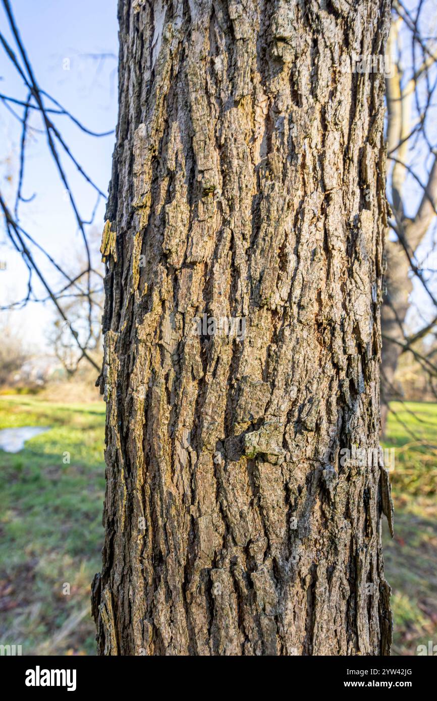 Manchurian ash (Fraxinus mandshurica Stock Photo - Alamy