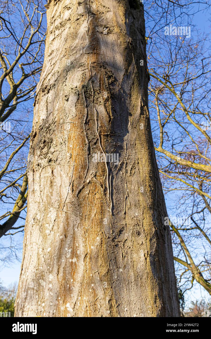 European hornbeam (Carpinus betulus) 'Pendula' Stock Photo - Alamy
