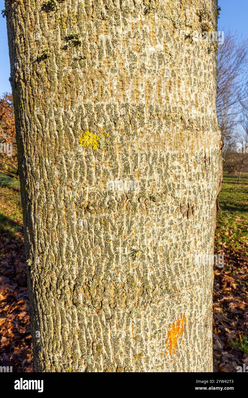 Norway maple (Acer platanoides) 'Columnare' Stock Photo - Alamy