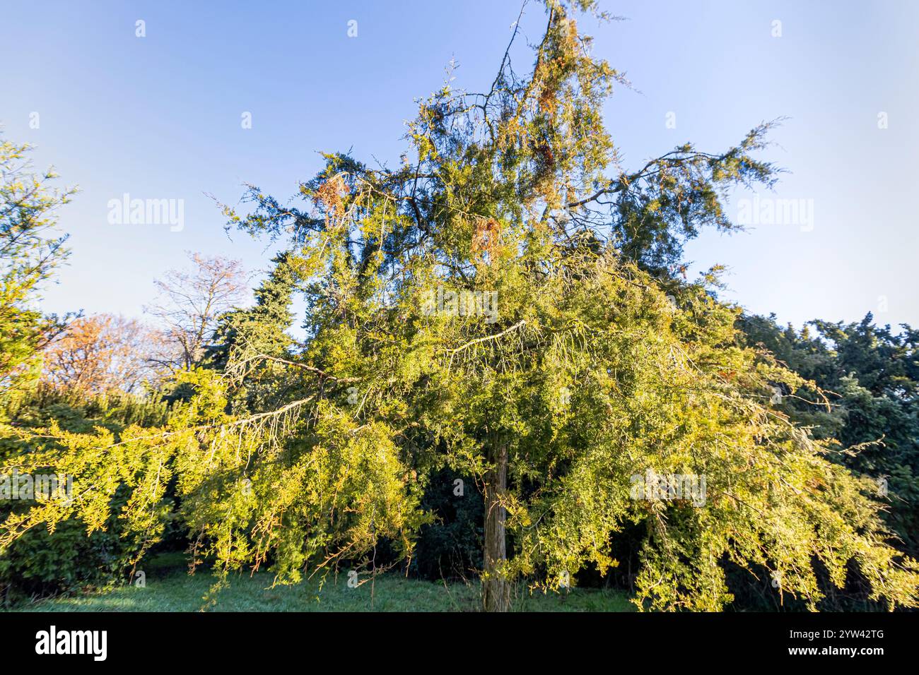Eastern Red Cedar (Juniperus virginiana Stock Photo - Alamy