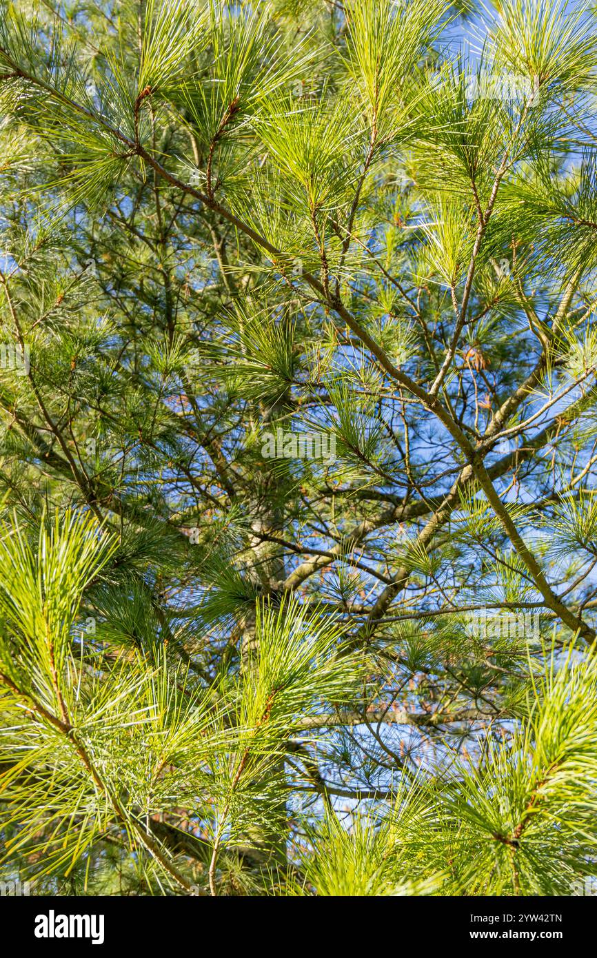 Eastern White Pine (Pinus strobus) 'Louie' Stock Photo - Alamy