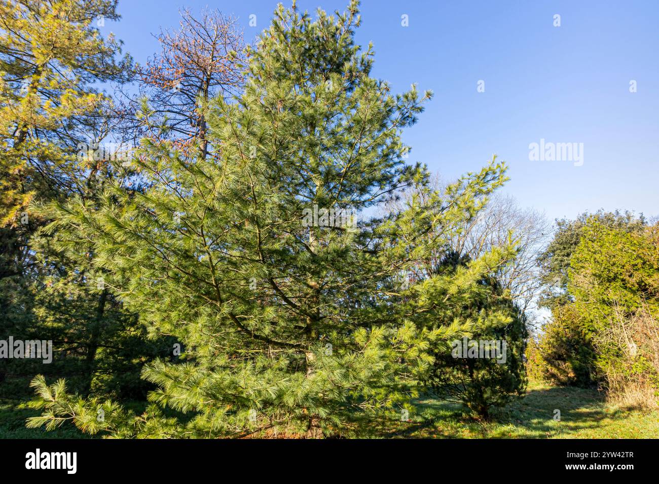 Eastern White Pine (Pinus strobus) 'Louie' Stock Photo - Alamy