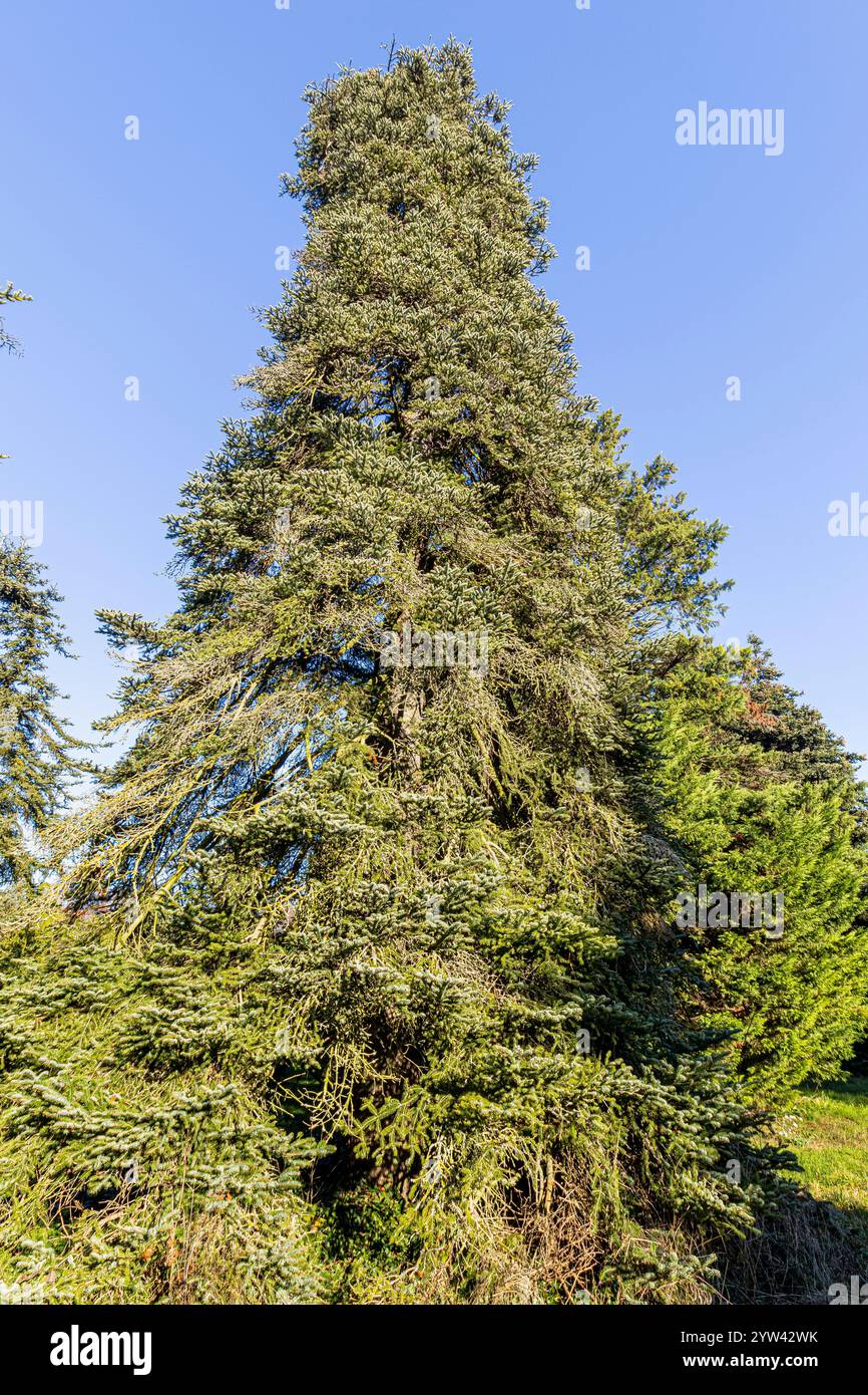 Syrian Fir (Abies cilicica Stock Photo - Alamy