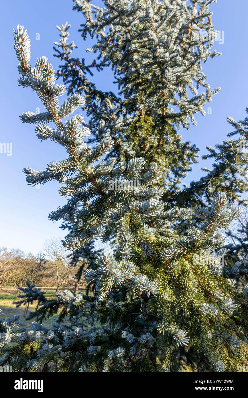 Engelmann spruce (Picea engelmannii) 'Glauca' Stock Photo - Alamy