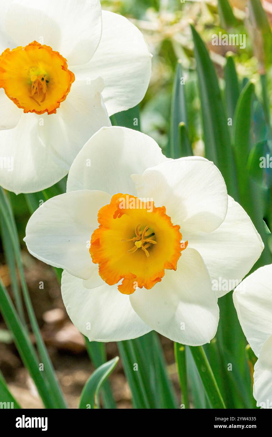 Large-Cupped Daffodil (Narcissus) 'Flower Record' Stock Photo - Alamy
