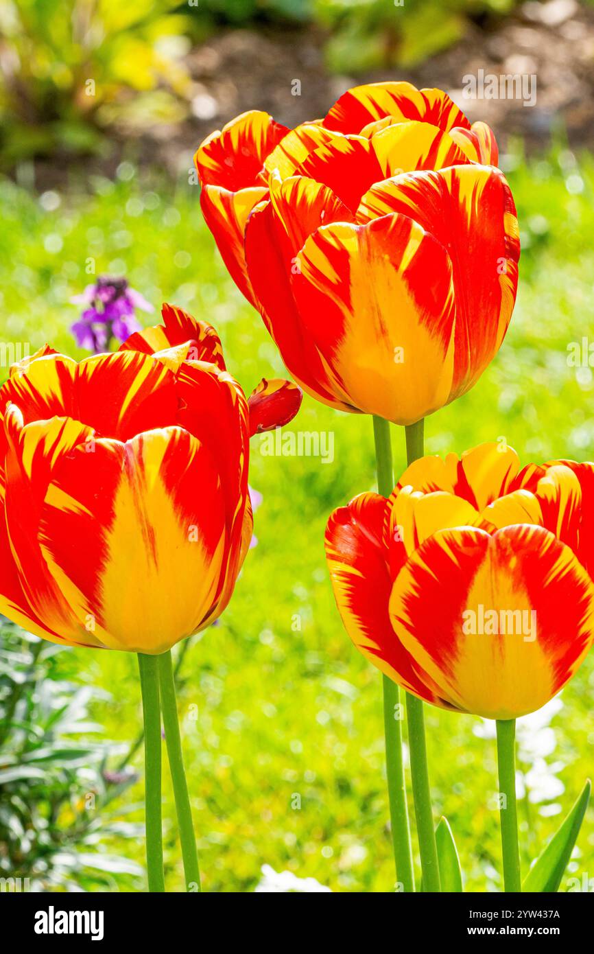 Darwin Hybrid Tulip 'Banja Luca' Stock Photo - Alamy