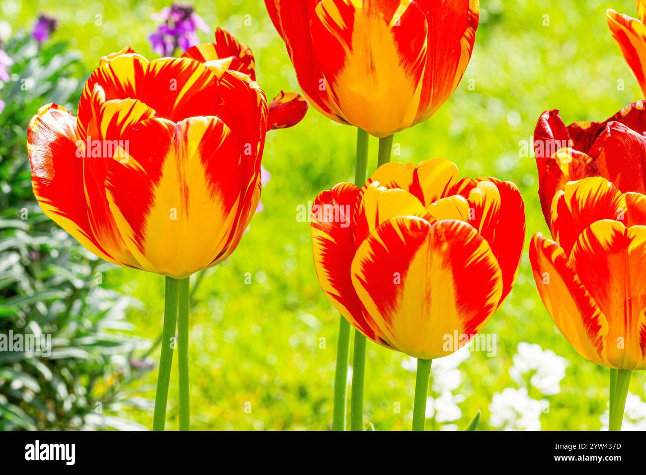 Darwin Hybrid Tulip 'Banja Luca' Stock Photo - Alamy