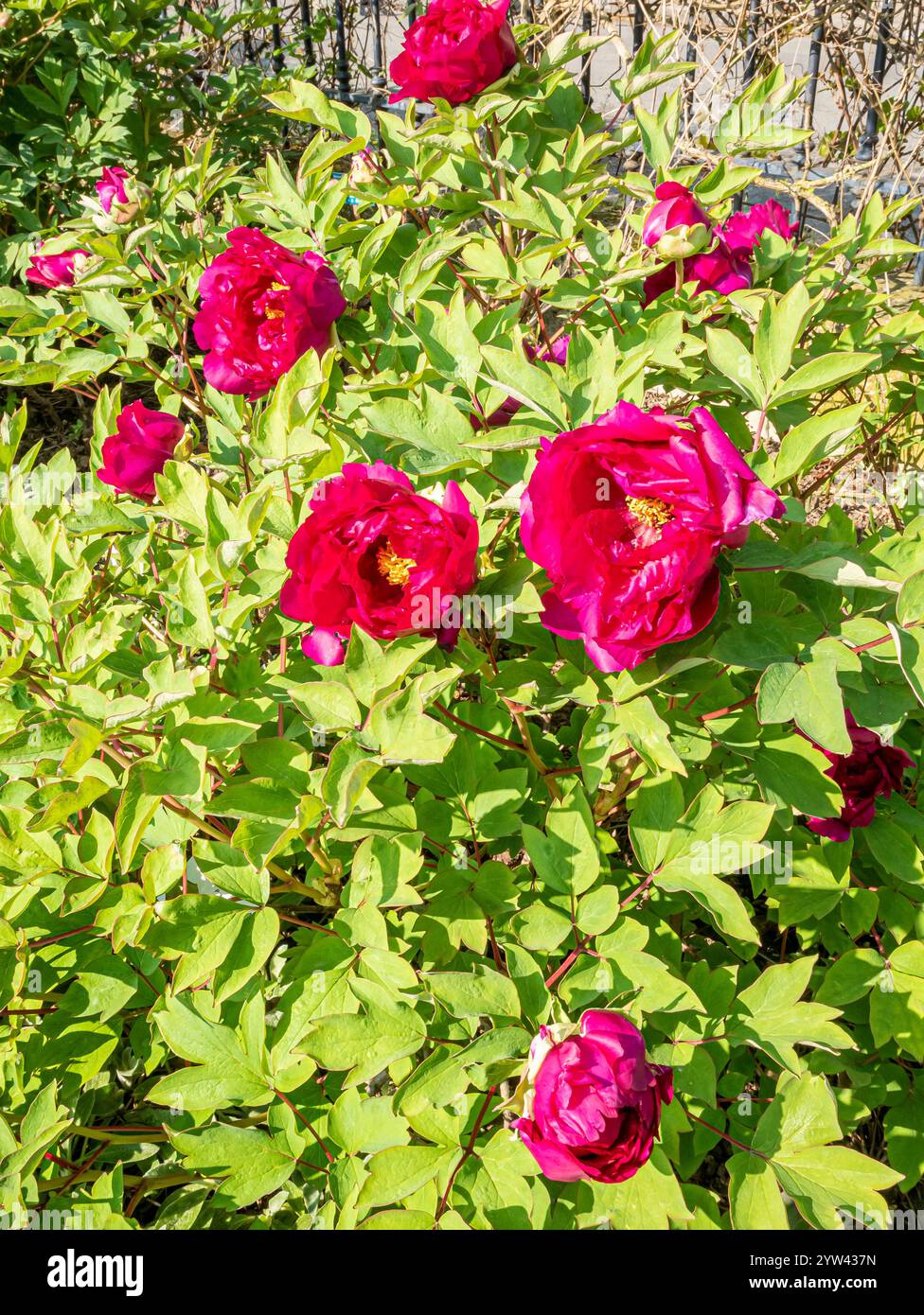Japanese tree peony (Paeonia suffruticosa) 'Kokurjo-nishiki' Stock ...