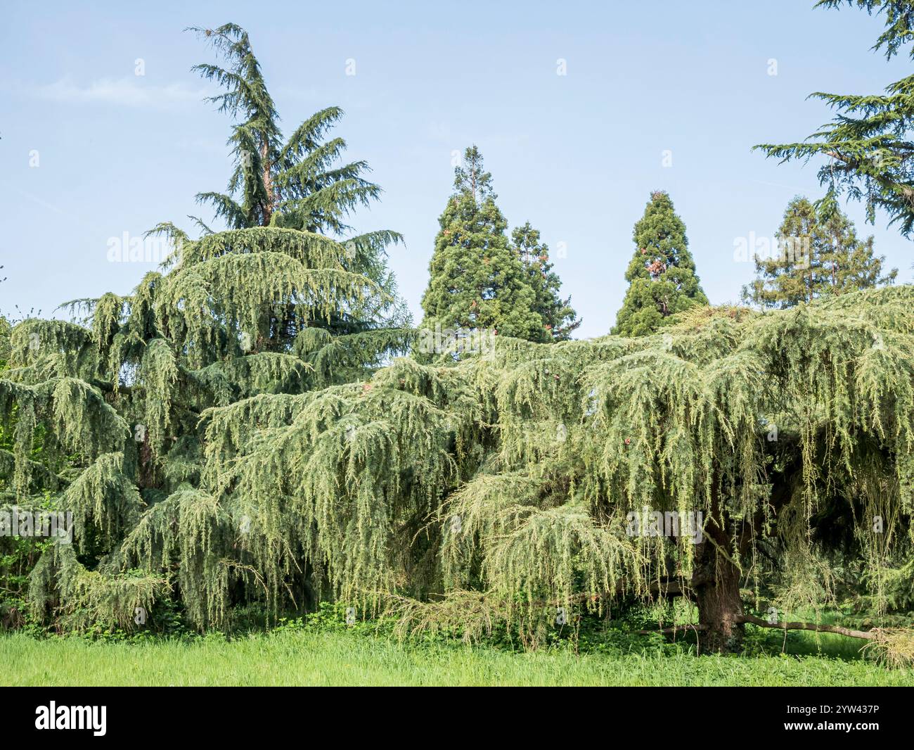 Blue Atlas cedar (Cedrus libani ssp. atlantica) 'Glauca' Stock Photo - Alamy