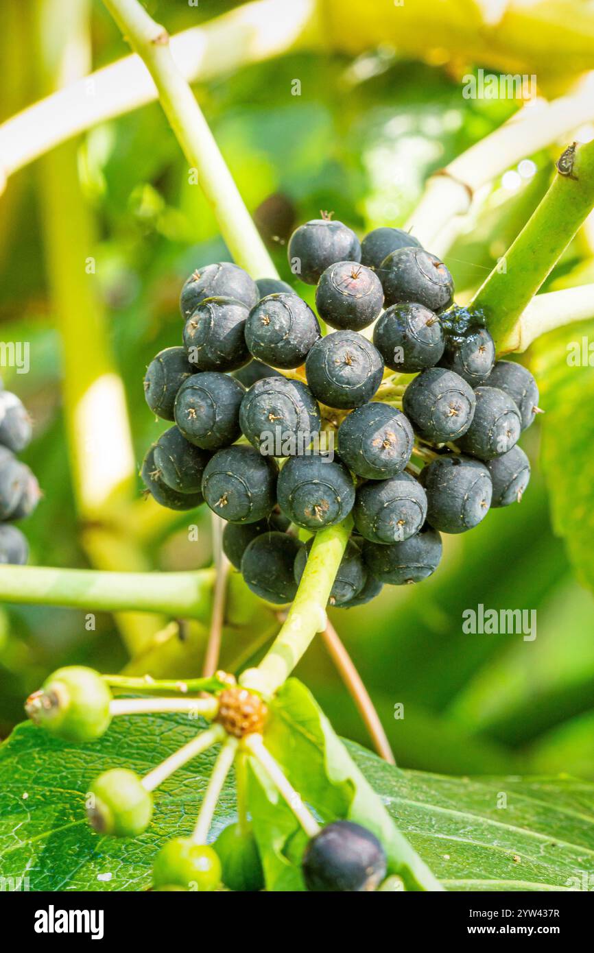 Japanese Aralia (Fatsia du Japon) 'Moseri' Stock Photo - Alamy