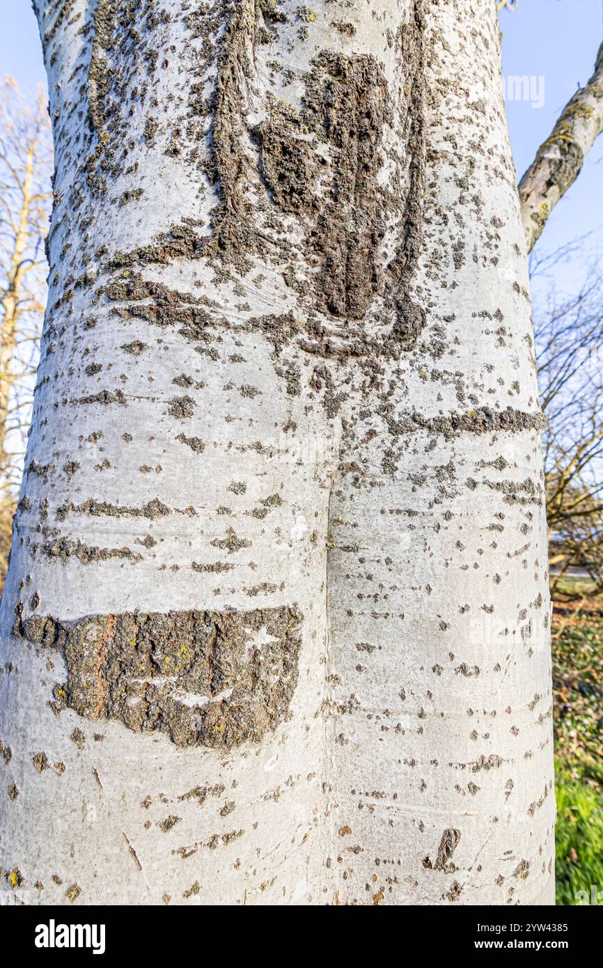 White poplar (Populus alba) 'Raket', Bark Stock Photo - Alamy