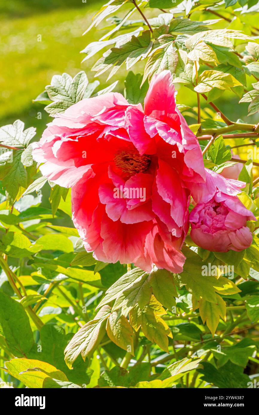 Japanese tree peony (Paeonia suffruticosa) 'Shichi-Fukujin' Japan 1910 ...