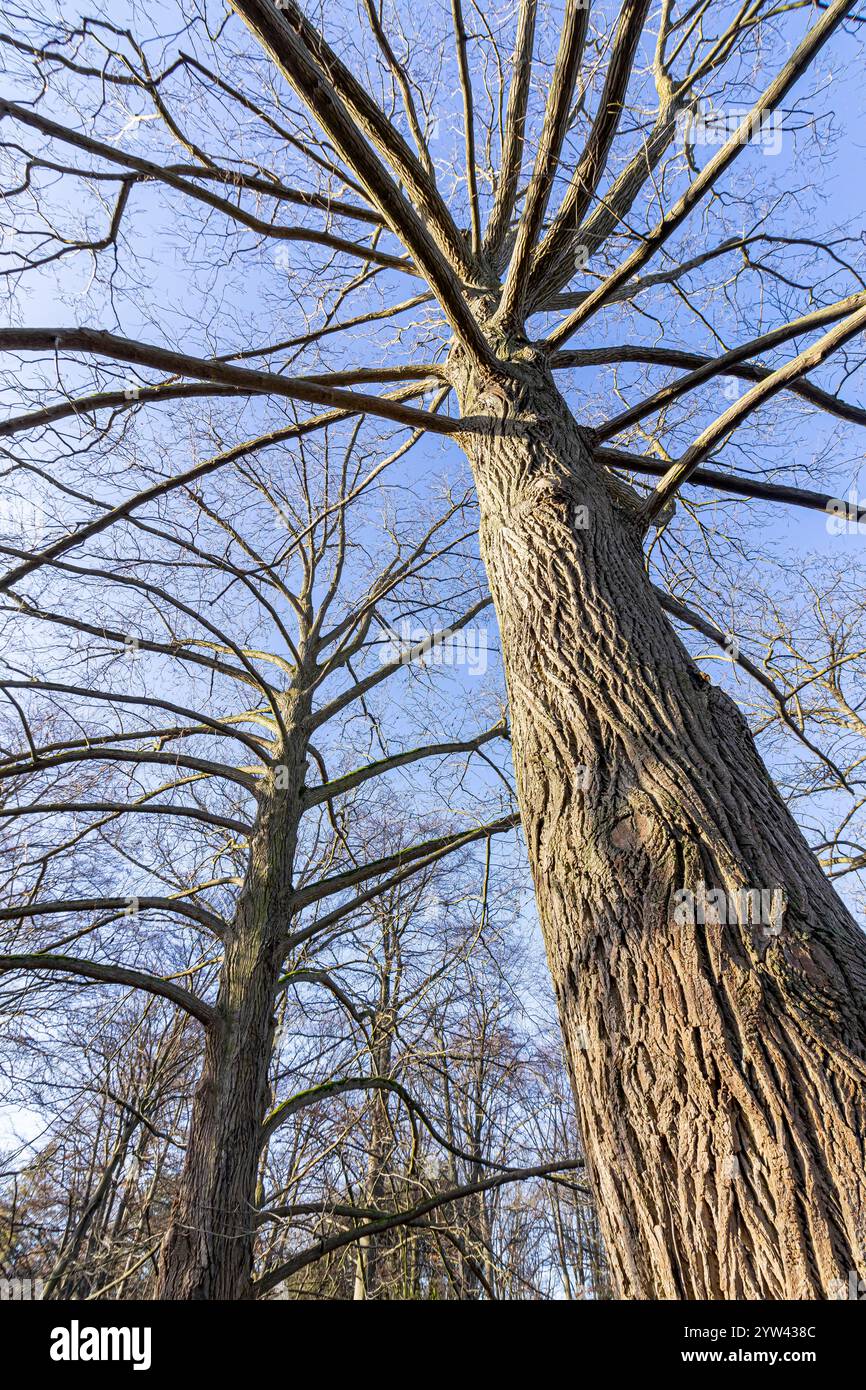 Chinese Wingnut (Pterocarya stenoptera Stock Photo - Alamy