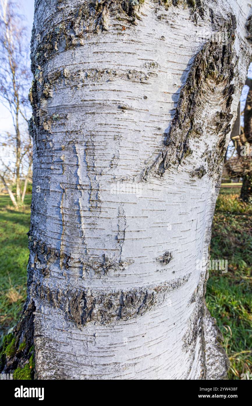 Silver Birch (Betula pendula) 'Dalecarlica' Stock Photo - Alamy