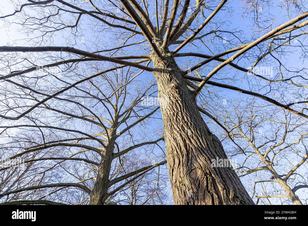 Chinese Wingnut (Pterocarya stenoptera Stock Photo - Alamy