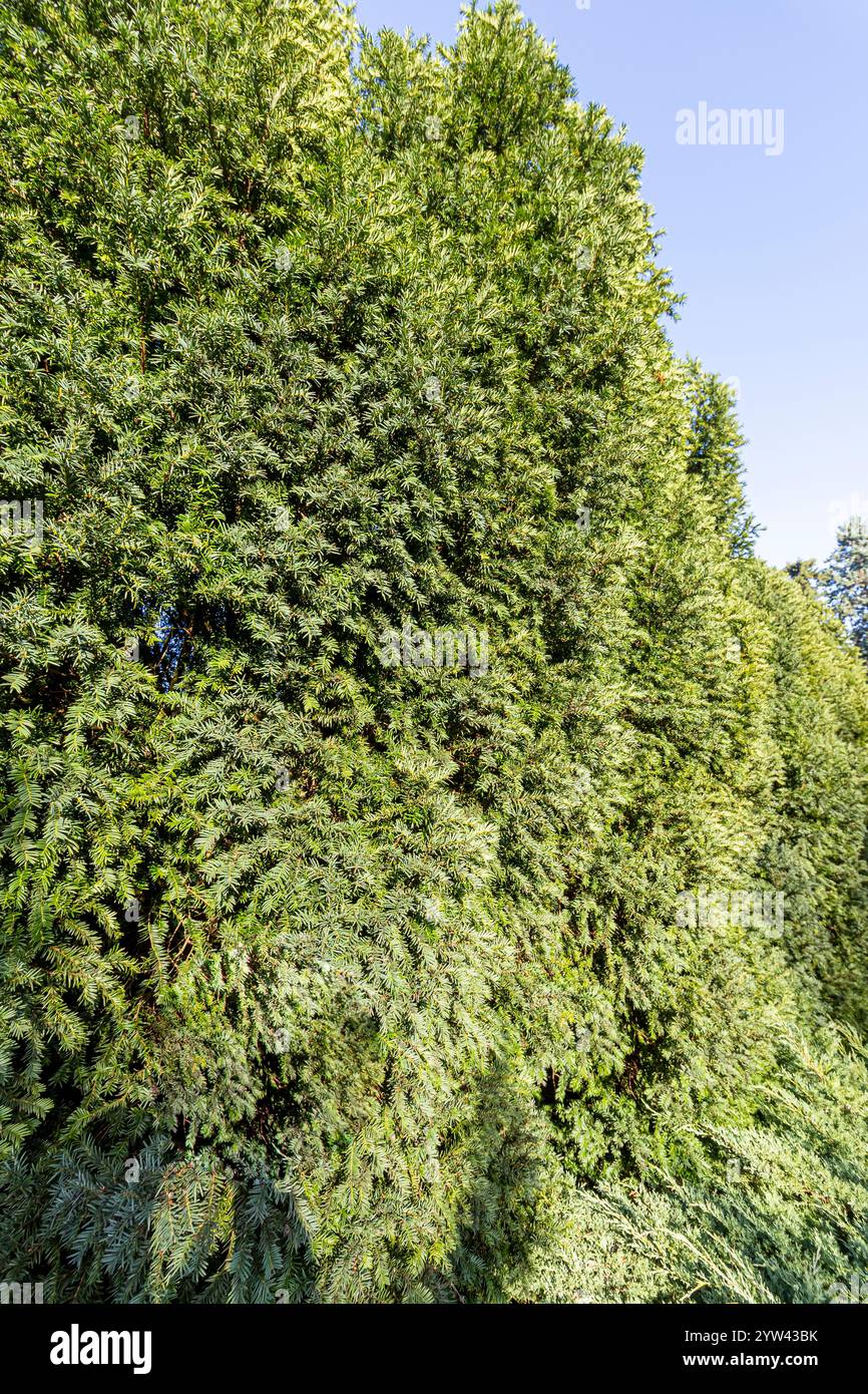 Anglojap yew (Taxus x media) 'Stait Hedge' Stock Photo - Alamy