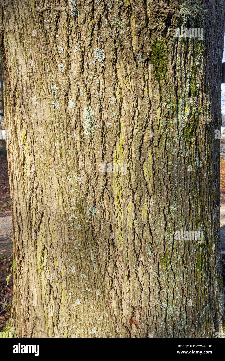 Red Oak (Quercus rubra americana), bark Stock Photo - Alamy