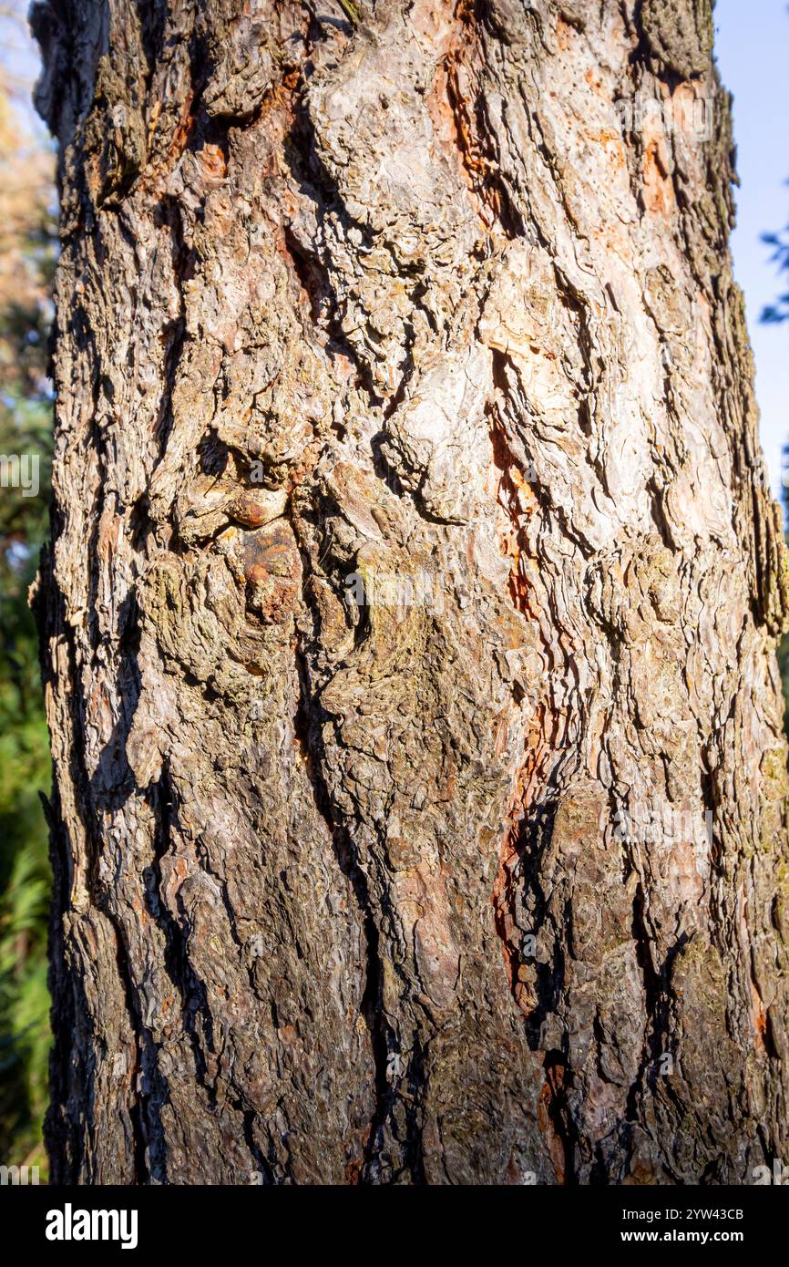 Western Yellow Pine (Pinus ponderosa var. scopulorum), bark Stock Photo ...