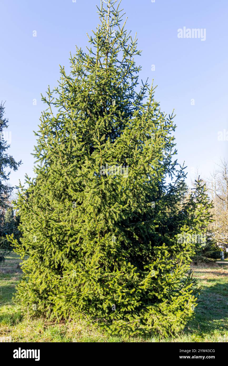 Norway spruce (Picea abies) 'Acrocona' Stock Photo - Alamy