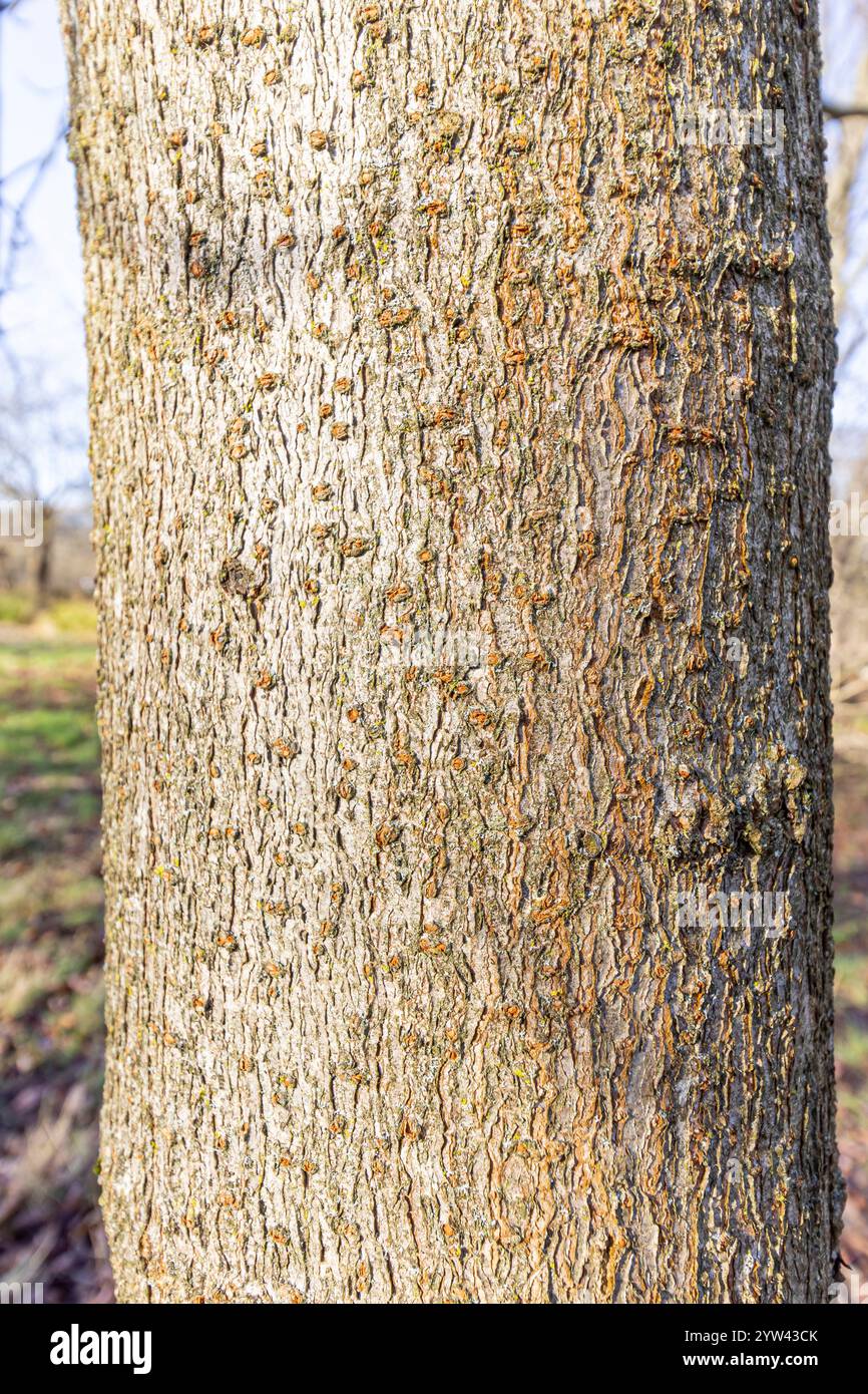 Yellow buckeye (Aesculus flava), bark Stock Photo - Alamy